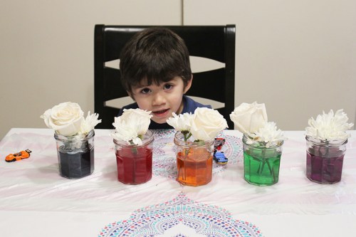 Color changing flowers experiment – My Little Scientist | marmite et ponpon